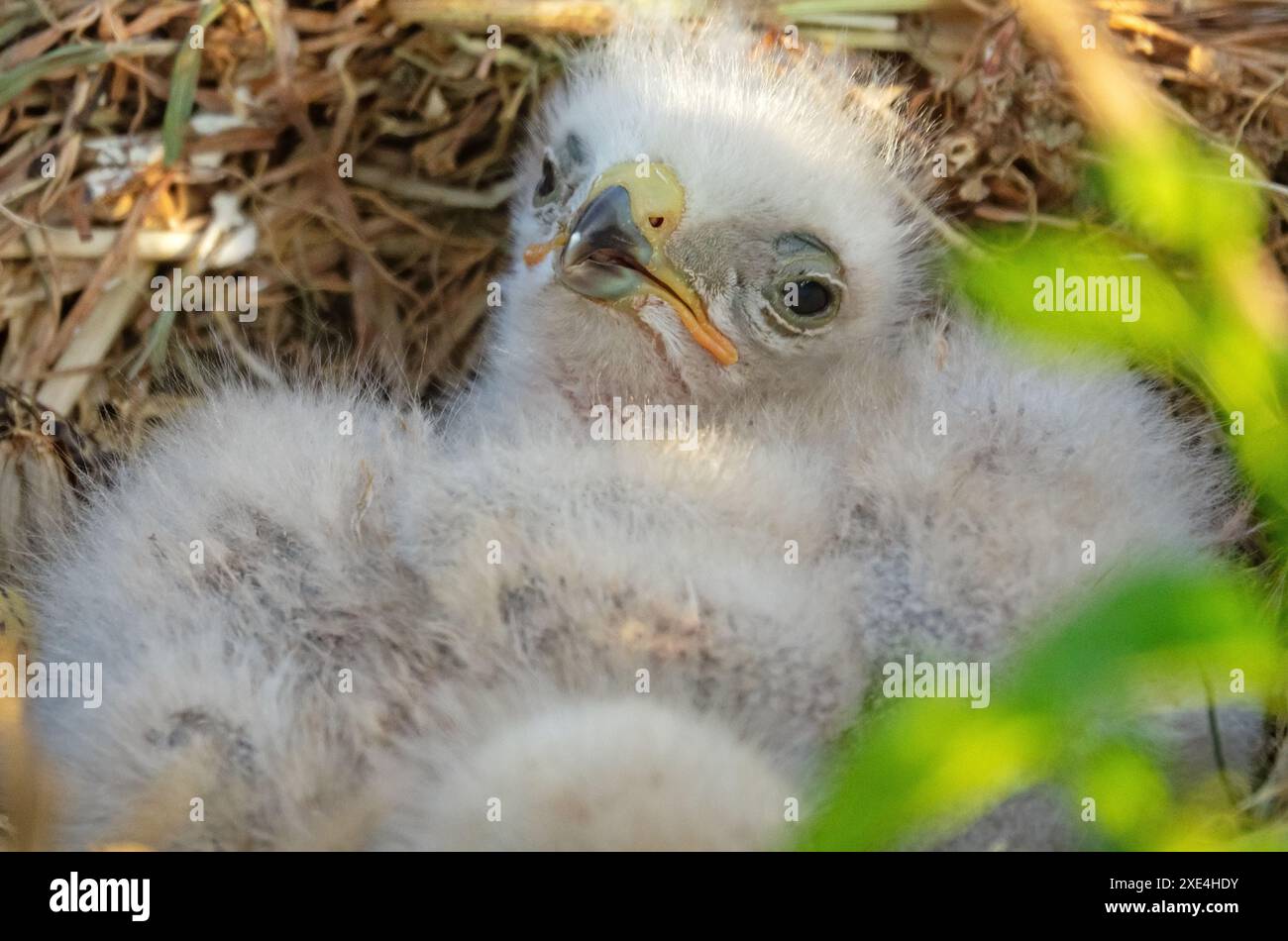 Long-legged buzzard nestlings and Balkan snake Stock Photo - Alamy