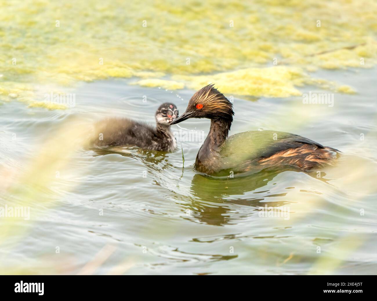 Grebe north america hi-res stock photography and images - Alamy