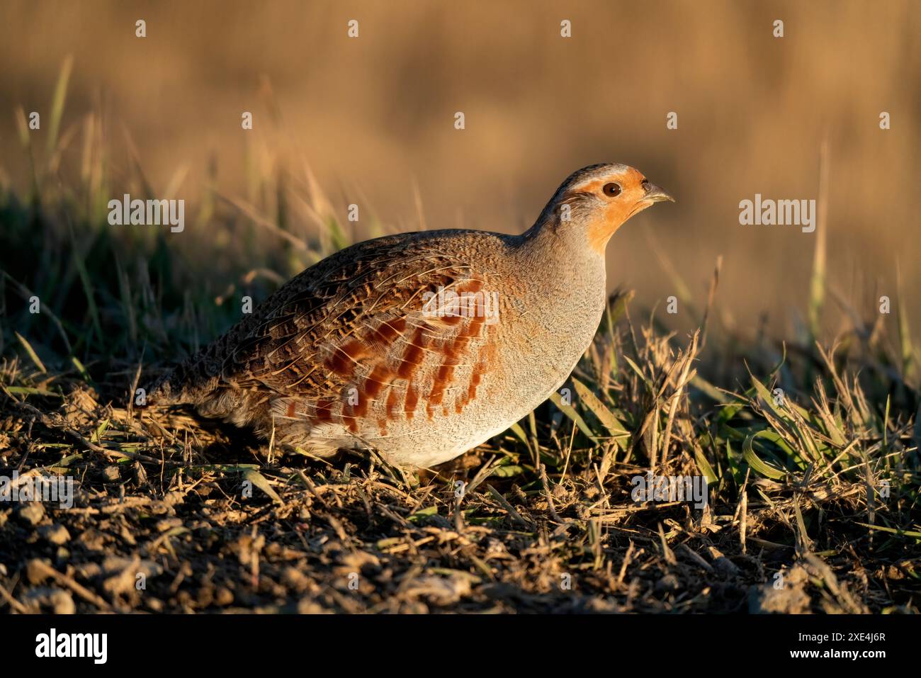 Up close animal image hi-res stock photography and images - Alamy