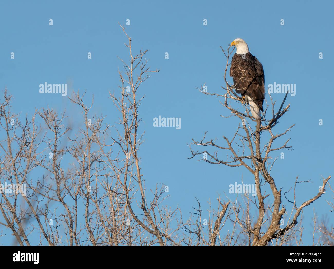 Bald Eagle Canada Stock Photo - Alamy