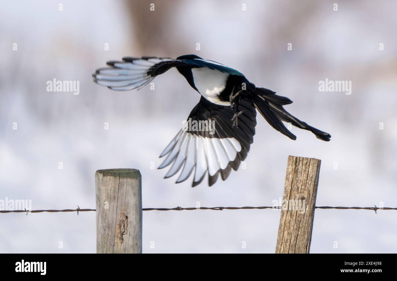 Magpie in Flight Stock Photo - Alamy