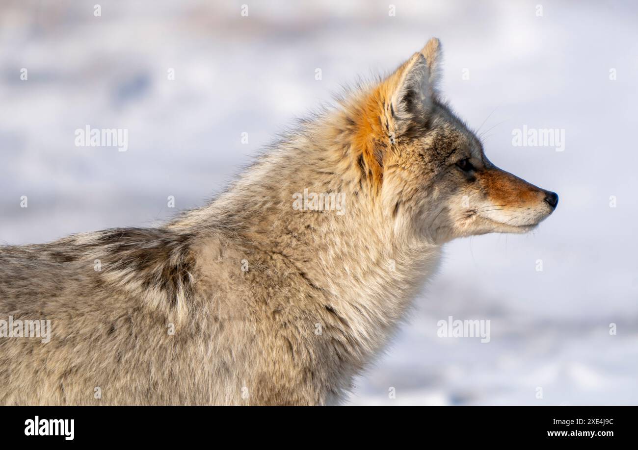 North american prairie wolf hi-res stock photography and images - Alamy