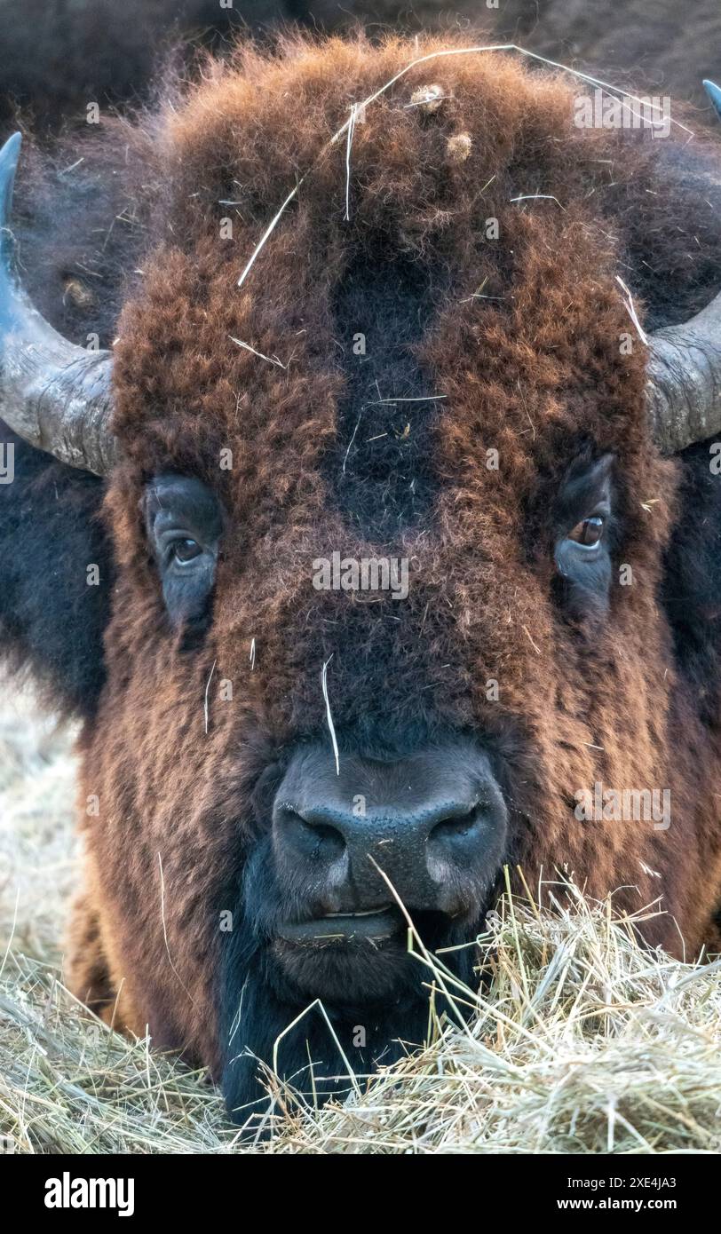 Huge american bison portrait hi-res stock photography and images - Alamy