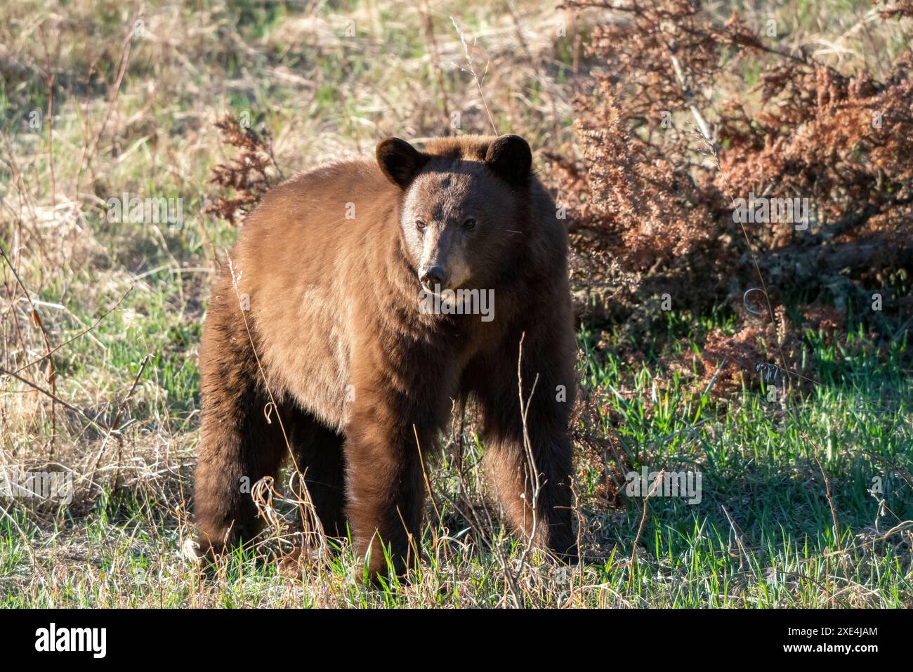 Cinnamon Black Bear Stock Photo - Alamy