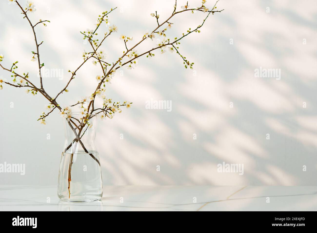 Blooming spring branches with flowers and its shadow on white ...