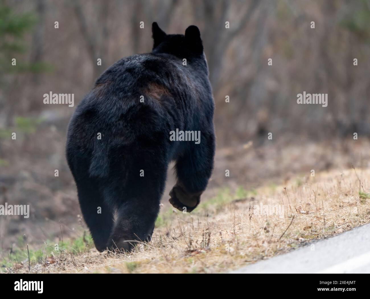 American black bear close hi-res stock photography and images - Alamy