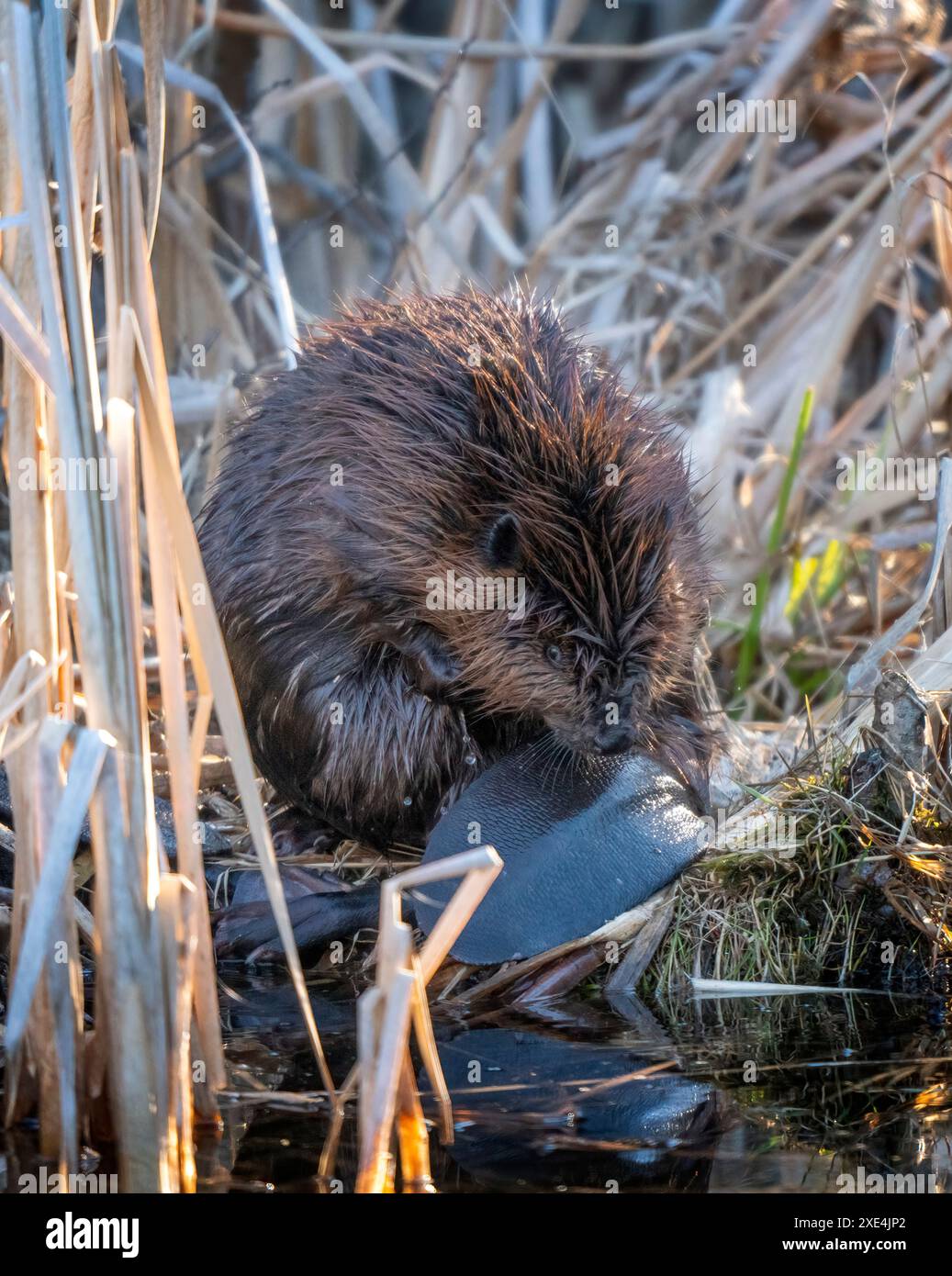 Close Up Beaver Stock Photo - Alamy