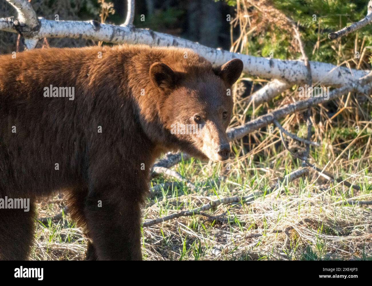 Cinnamon Black Bear Stock Photo - Alamy