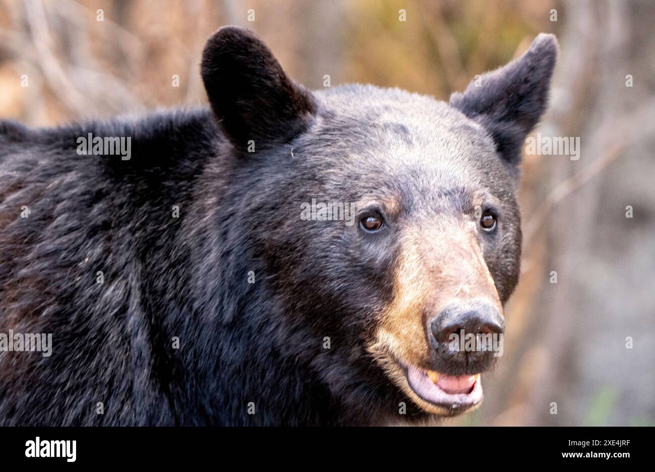 Black bear closeup hi-res stock photography and images - Alamy