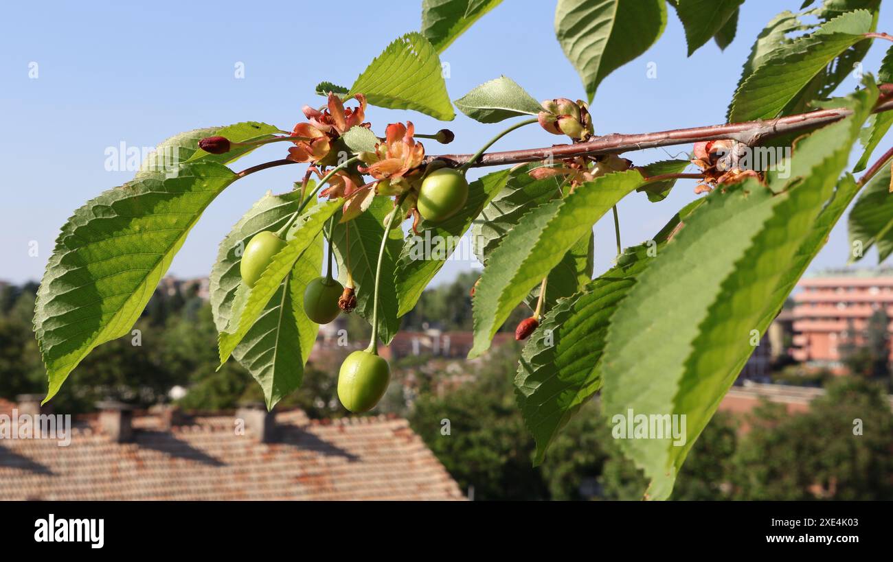 Unripe cherry on the plant in an urban context shot on a terrace with ...
