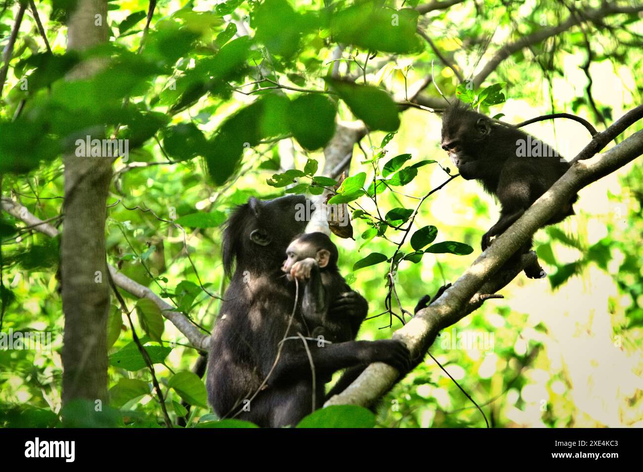 Primate population risk hi-res stock photography and images - Alamy