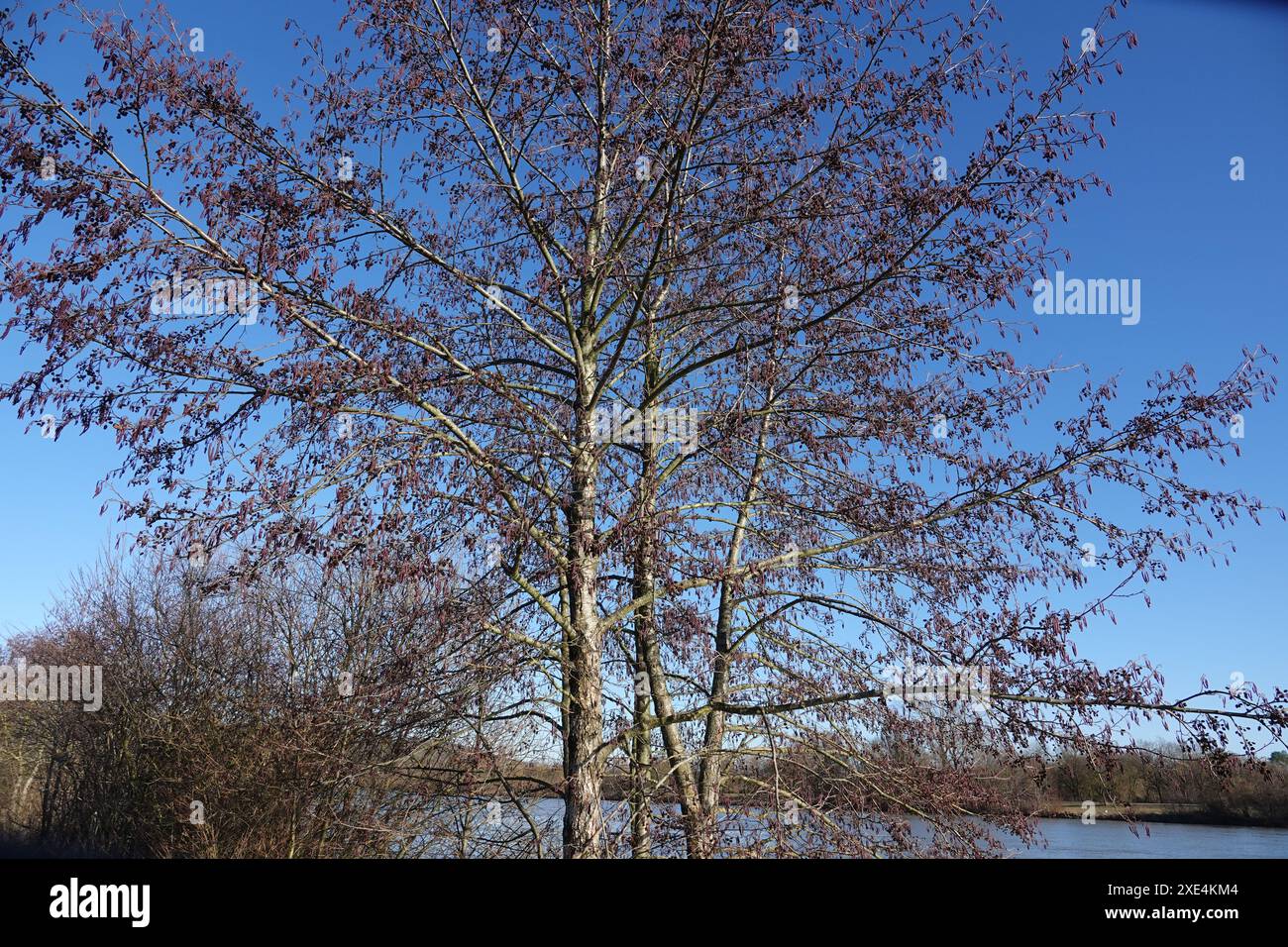 Alnus glutinosa, Schwarzerle, black alder Stock Photo - Alamy