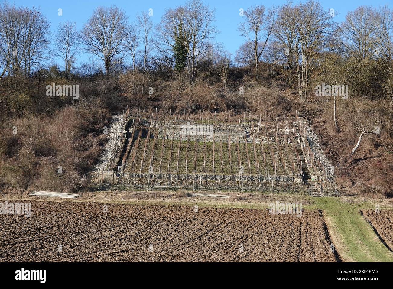 Vitis vinifera, Weinberg, vine yard Stock Photo - Alamy Vitis vinifera, Weinberg, vine yard Stock Photo - Alamy