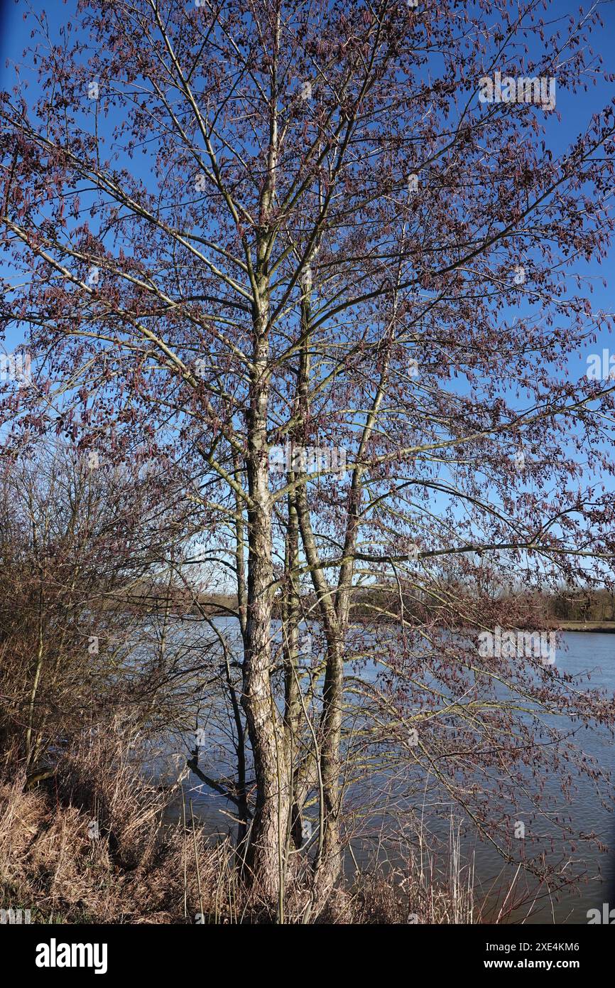 Alnus glutinosa, Schwarzerle, black alder Stock Photo - Alamy