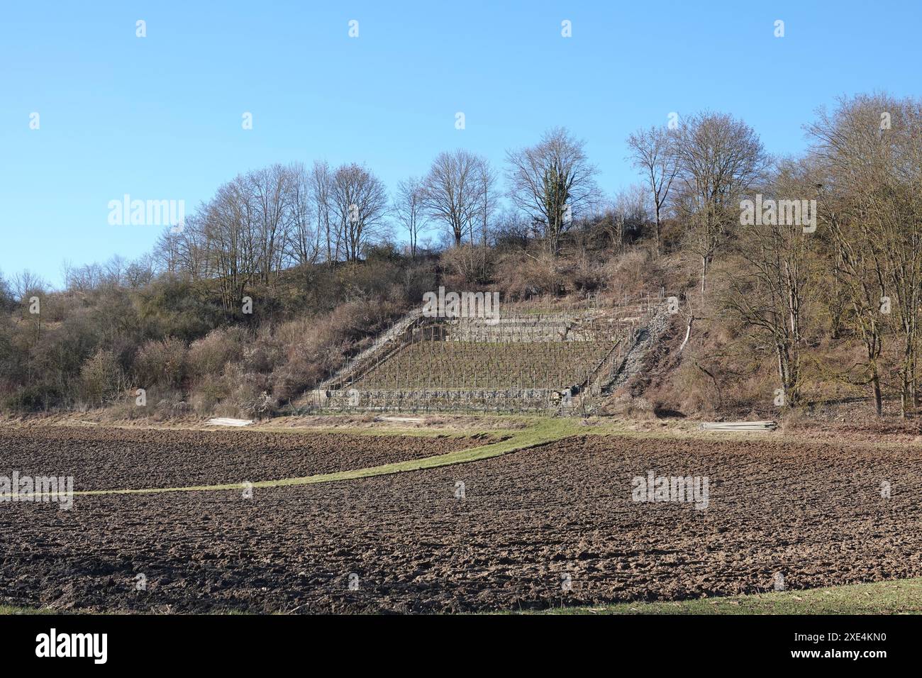 Vitis vinifera, Weinberg, vine yard Stock Photo - Alamy Vitis vinifera, Weinberg, vine yard Stock Photo - Alamy