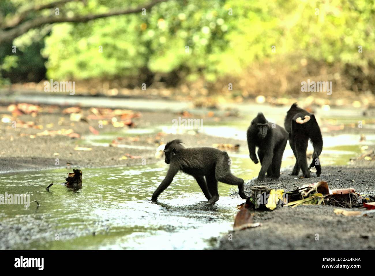 Three juveniles of black-crested macaque (Macaca nigra)—one of them ...