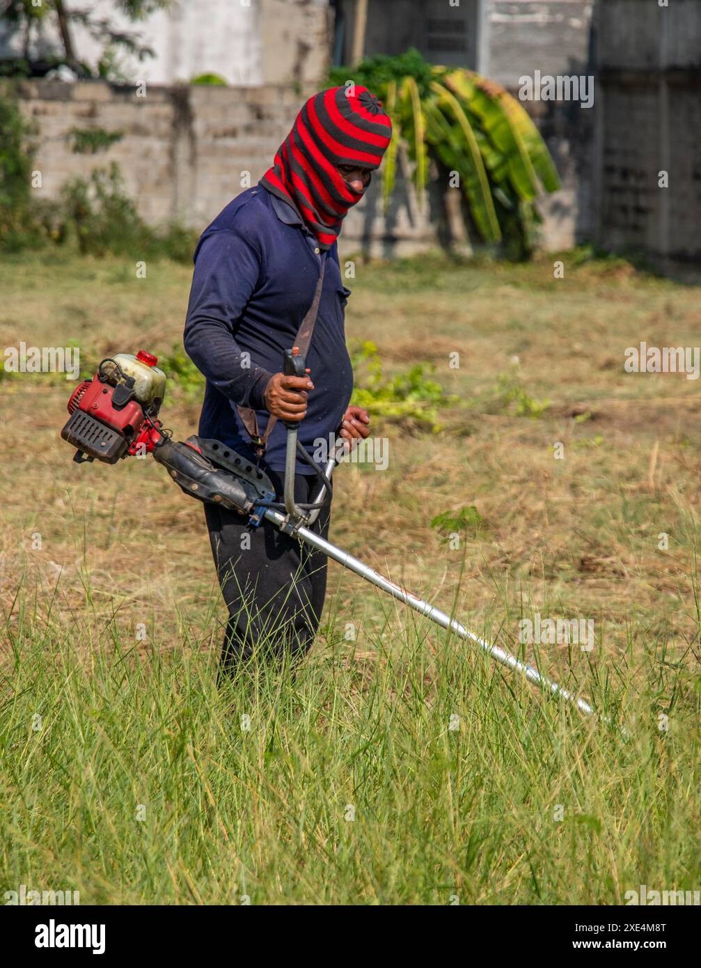 Men strimmer field, brush cutter Stock Photo - Alamy