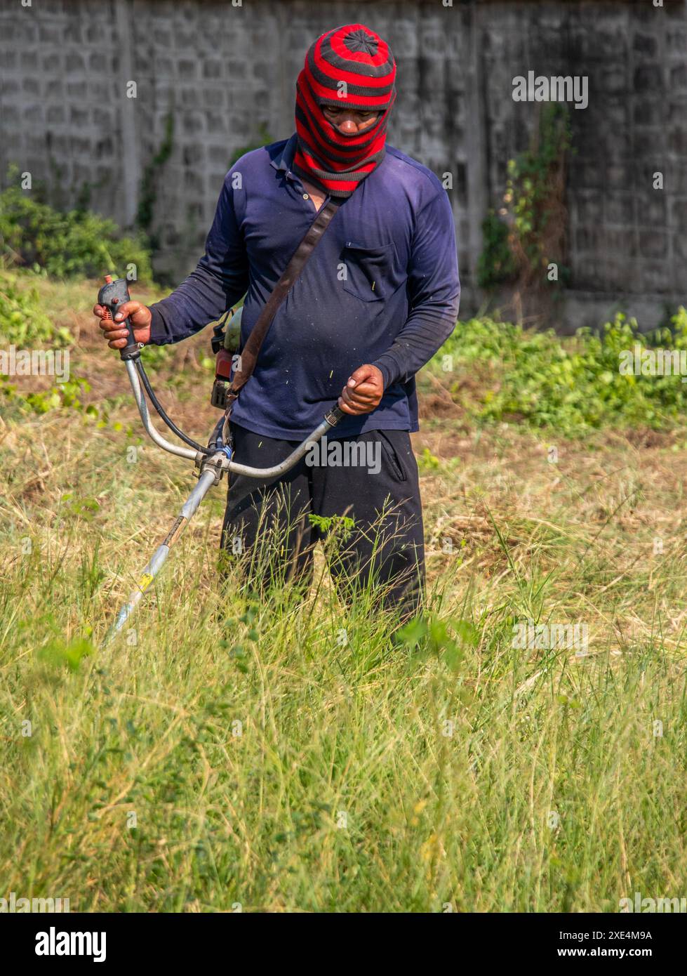Men strimmer field, brush cutter Stock Photo - Alamy
