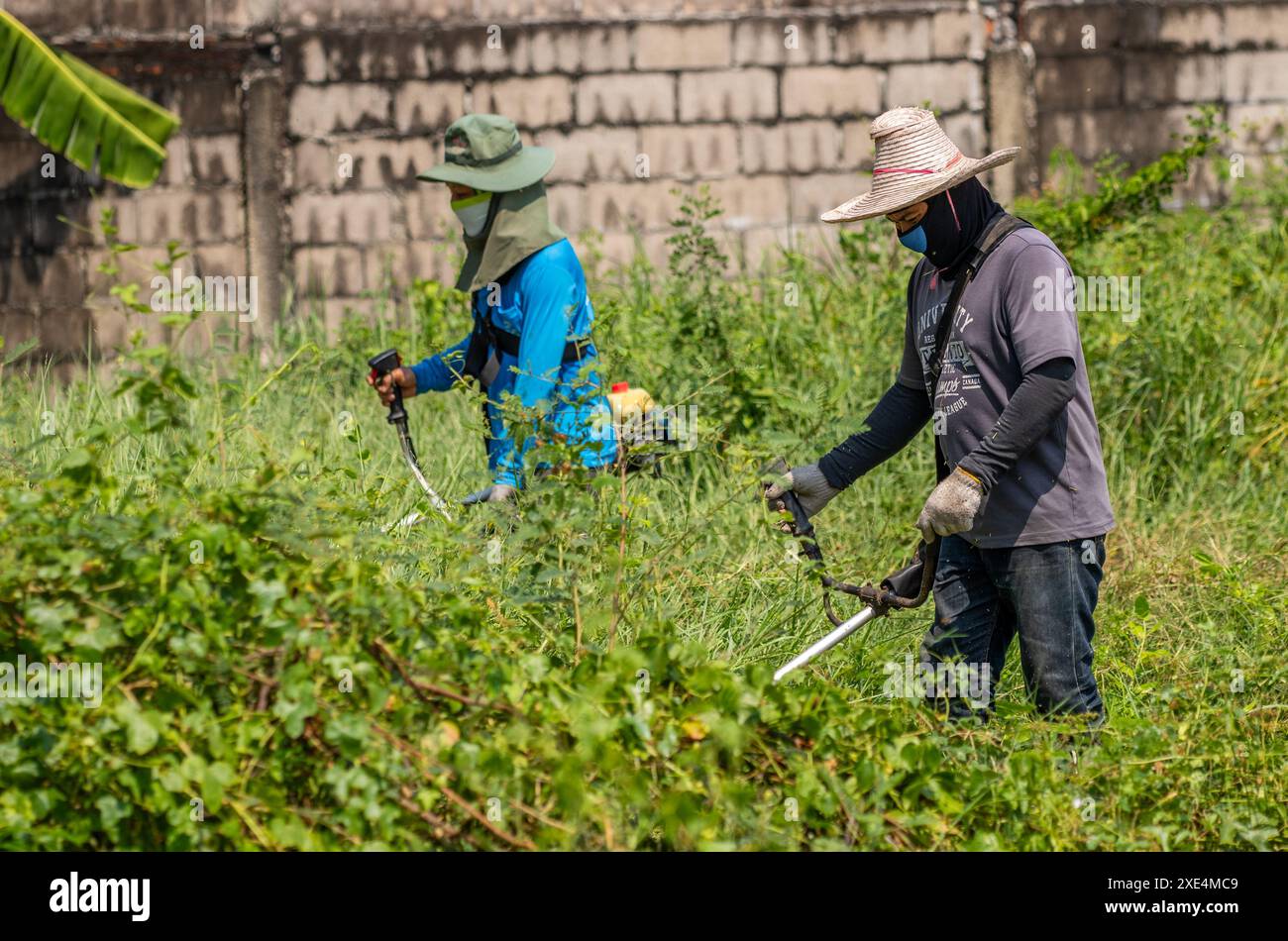 Men strimmer field, brush cutter Stock Photo - Alamy