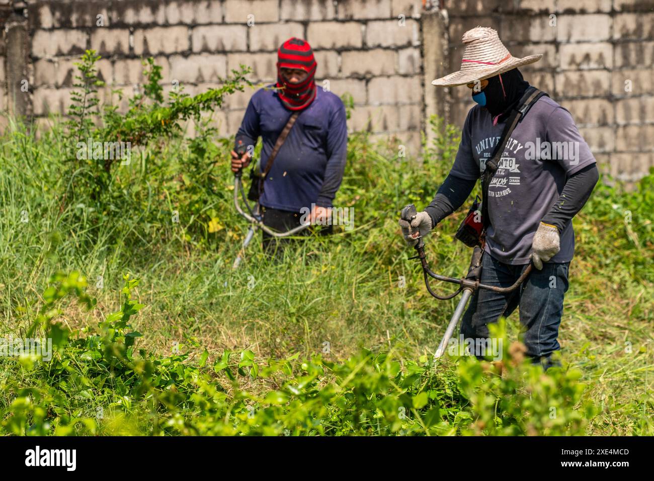 Men strimmer field, brush cutter Stock Photo - Alamy