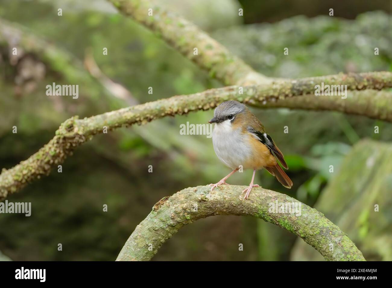 a close view of a grey-headed robin perching on tree roots at a ...