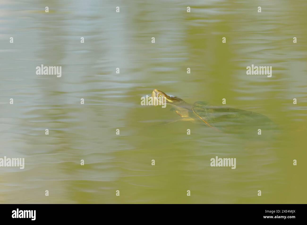 a krefft's turtle takes a breath while swimming in a stream at granite ...
