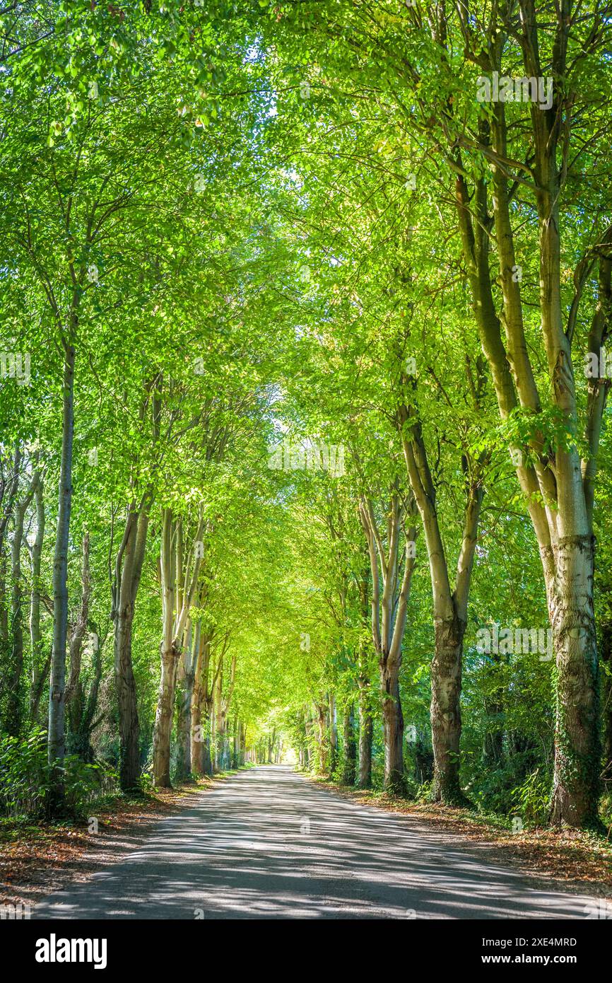 geography / travel, France, Normandy, Plane tree alley near Chapelle ...