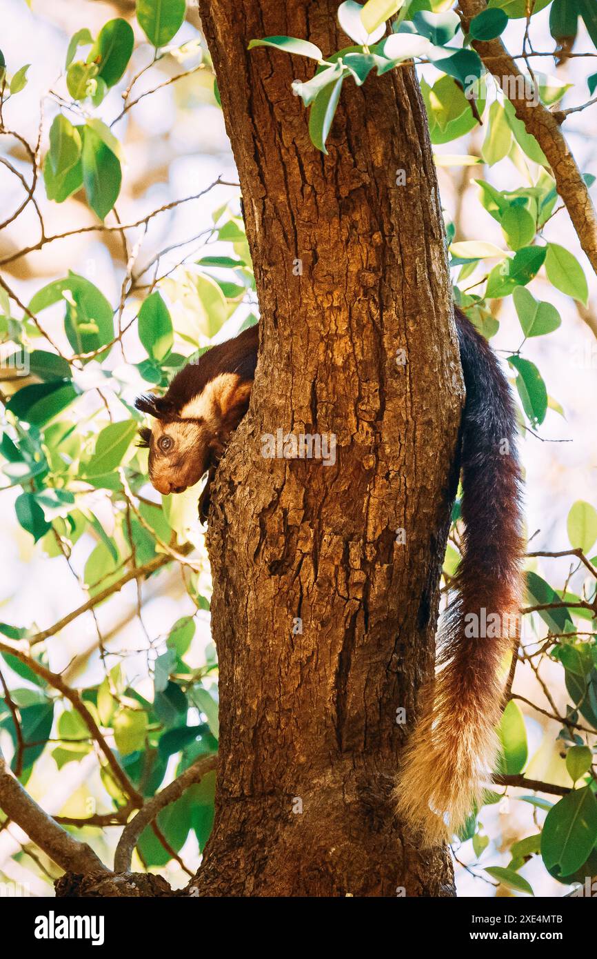 Goa, India. Indian Giant Squirrel, Or Malabar Giant Squirrel, Ratufa ...