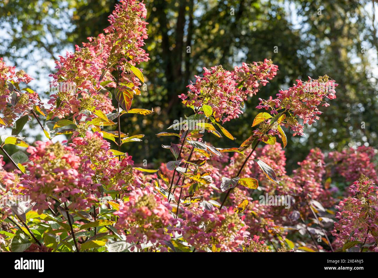 geography / travel, France, Normandy, Beautiful hydrangea in Jardins de ...