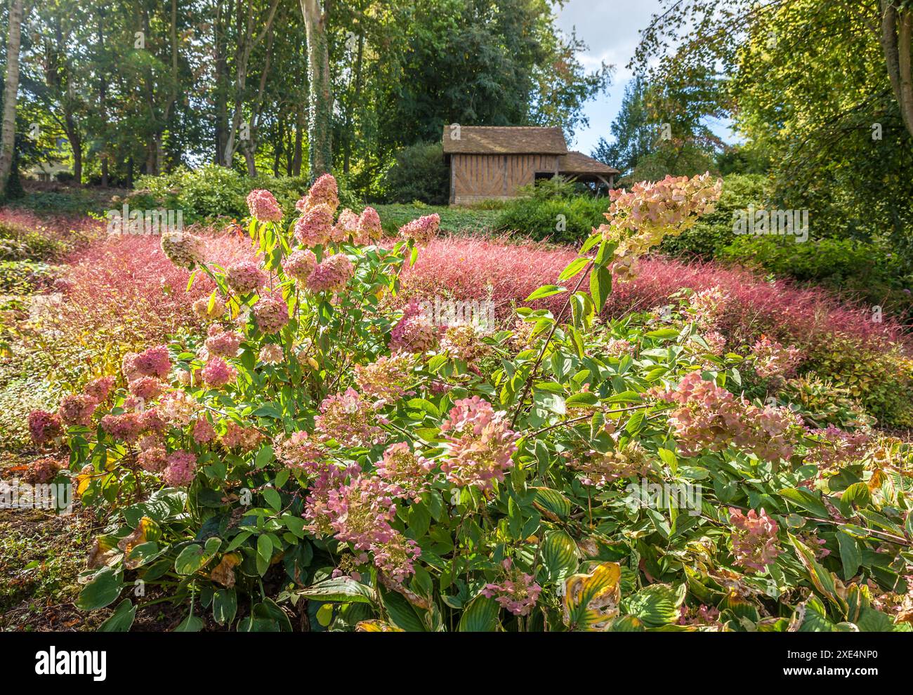 geography / travel, France, Normandy, Wild hydrangea in gardens of ...