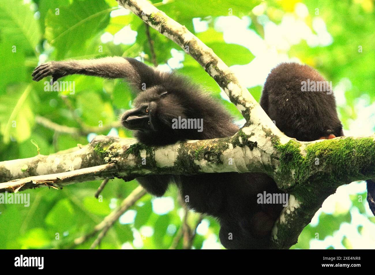 A crested macaque (Macaca nigra) reaches out while lying on tree ...