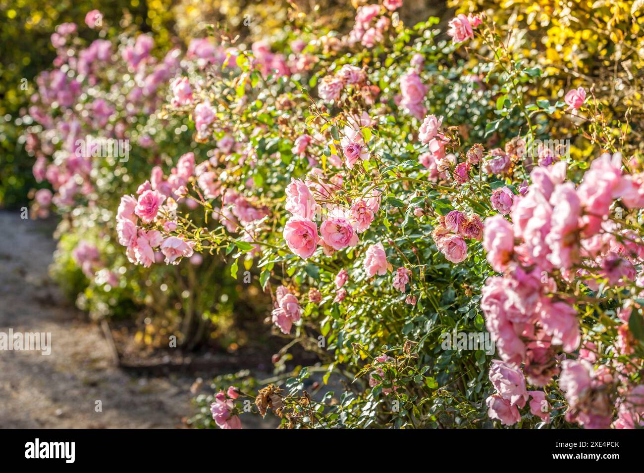 geography / travel, France, Normandy, Rose garden in Jardins de Pays d ...