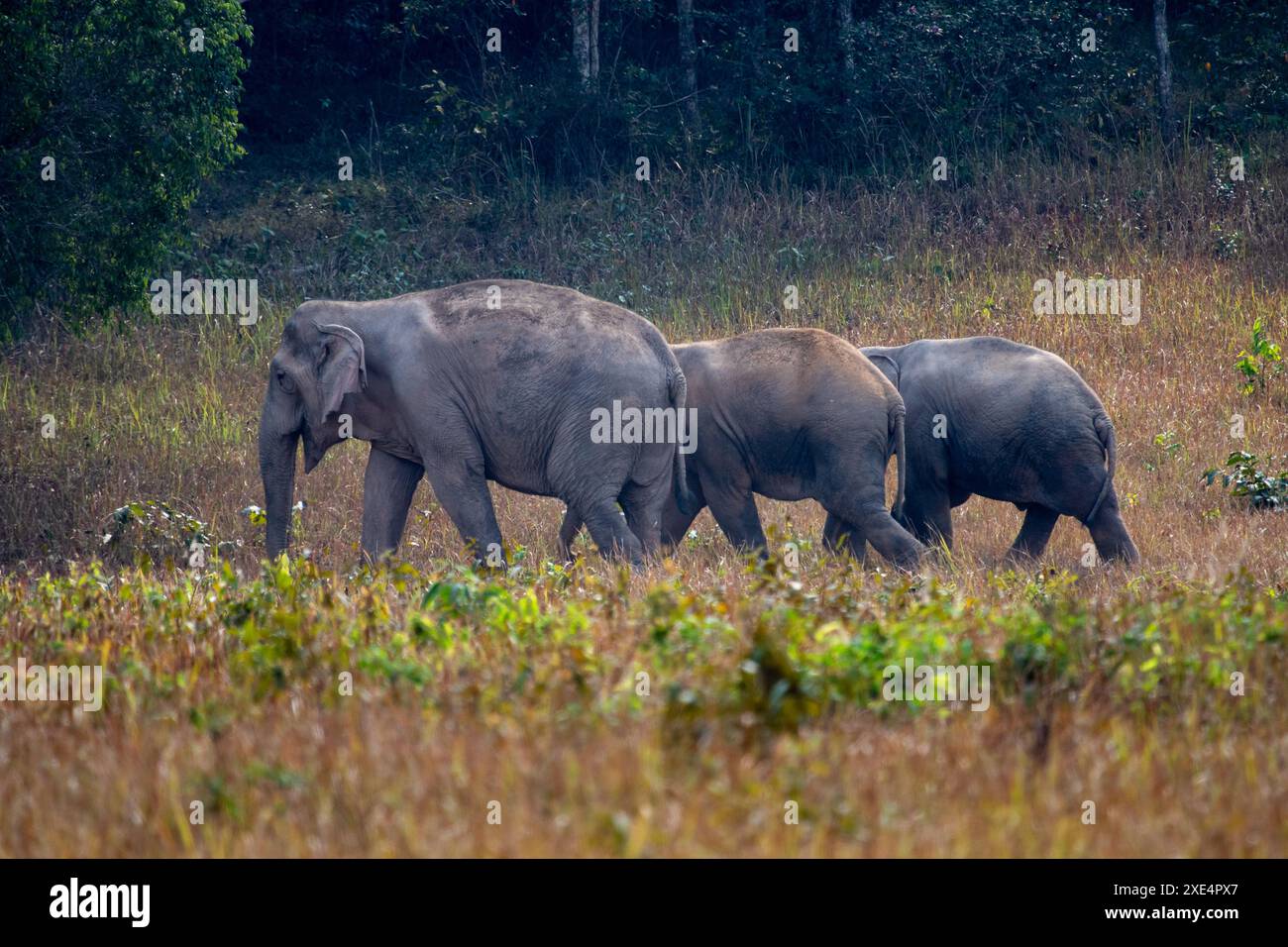 Wild animal ranger hi-res stock photography and images - Alamy