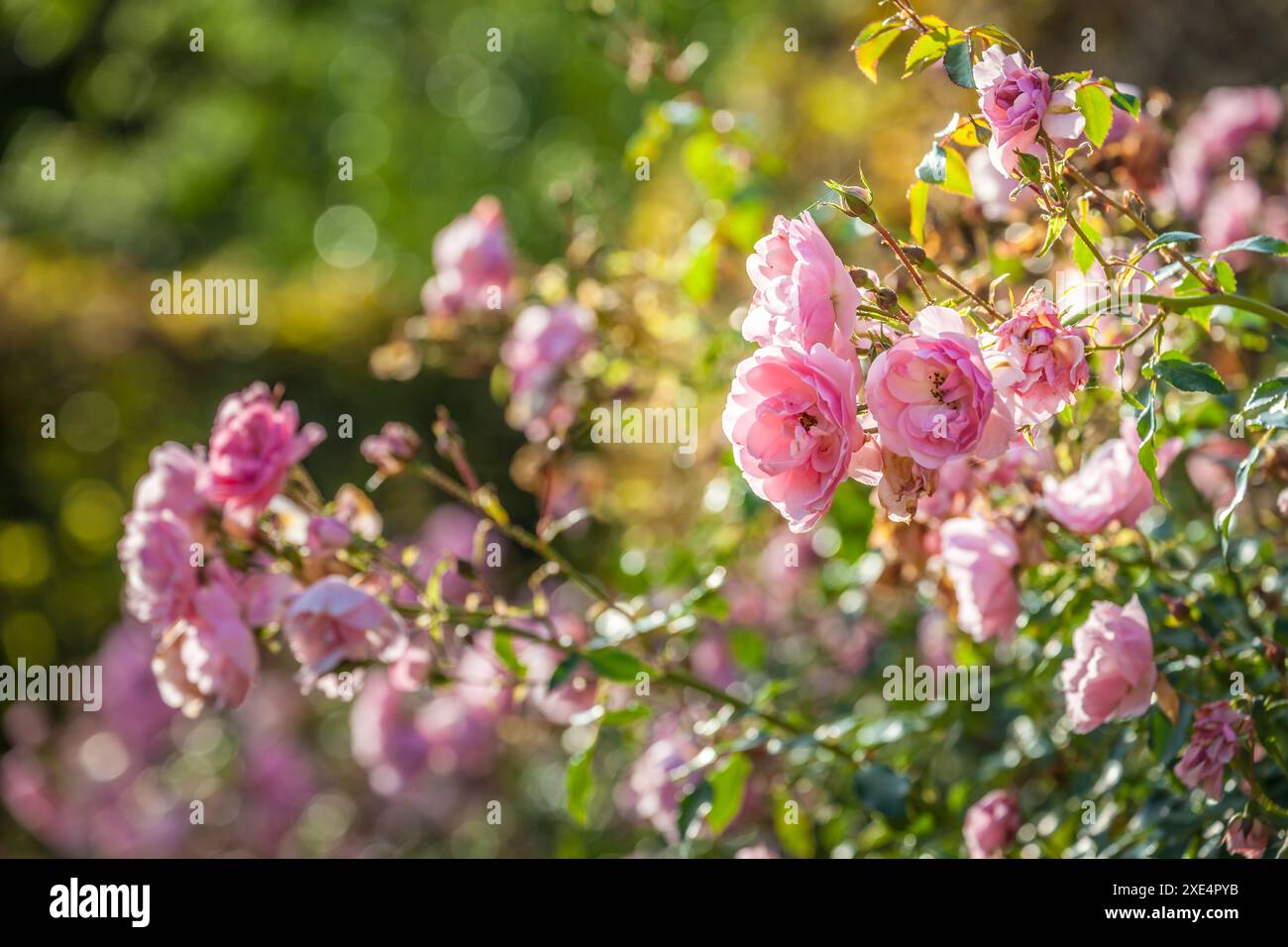 geography / travel, France, Normandy, Rose garden in Jardins de Pays d ...