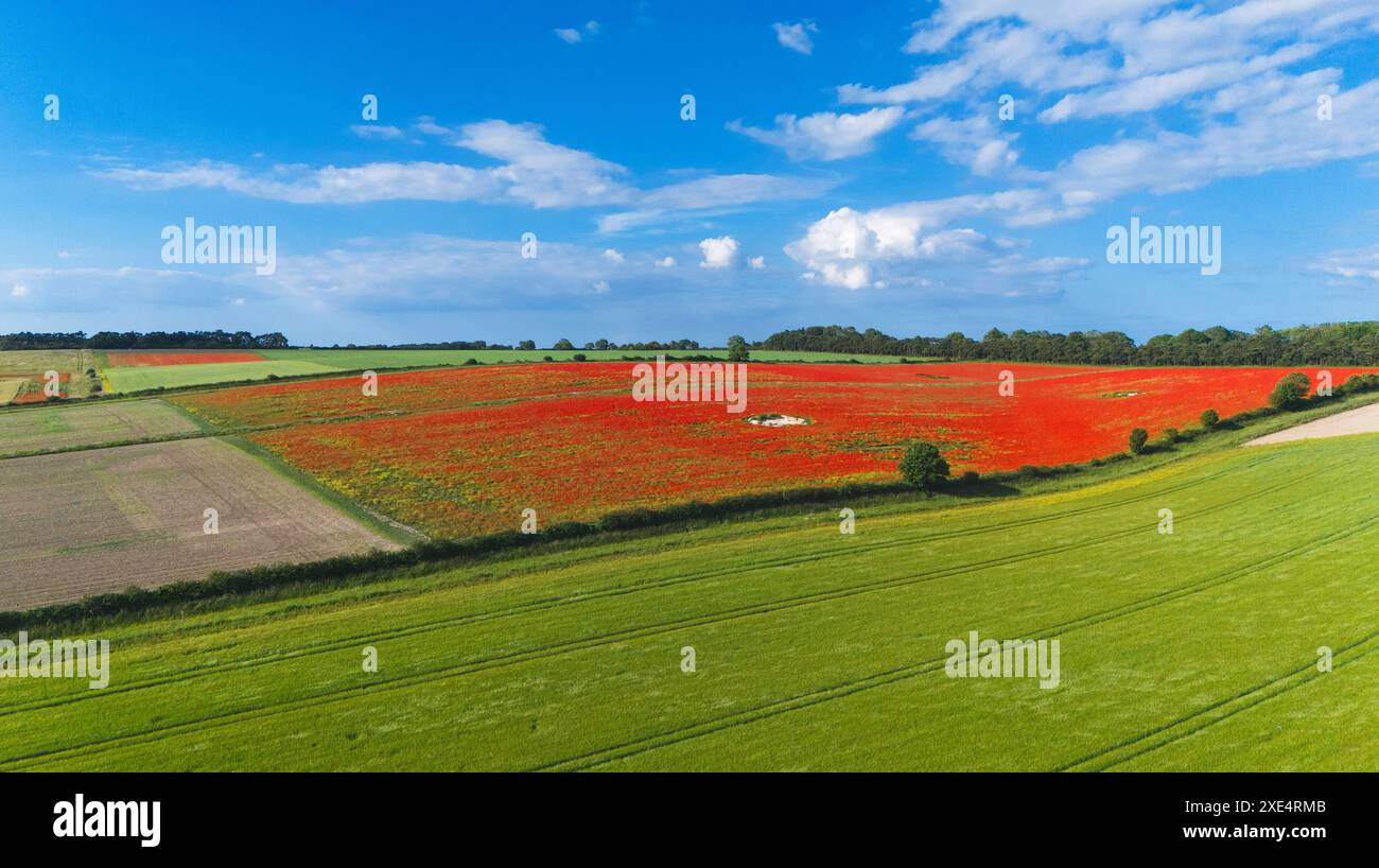 A field of Common Poppy Papaver rhoeas taken by a drone on North West ...