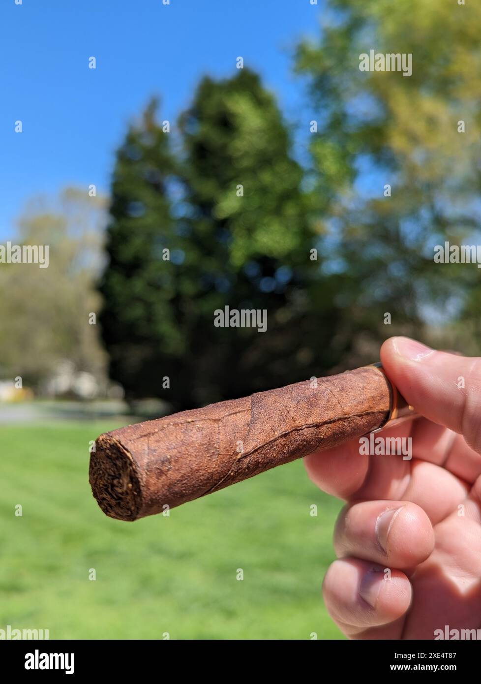 Detail of the hand of a smoking man holding a burning cigar in a garden ...