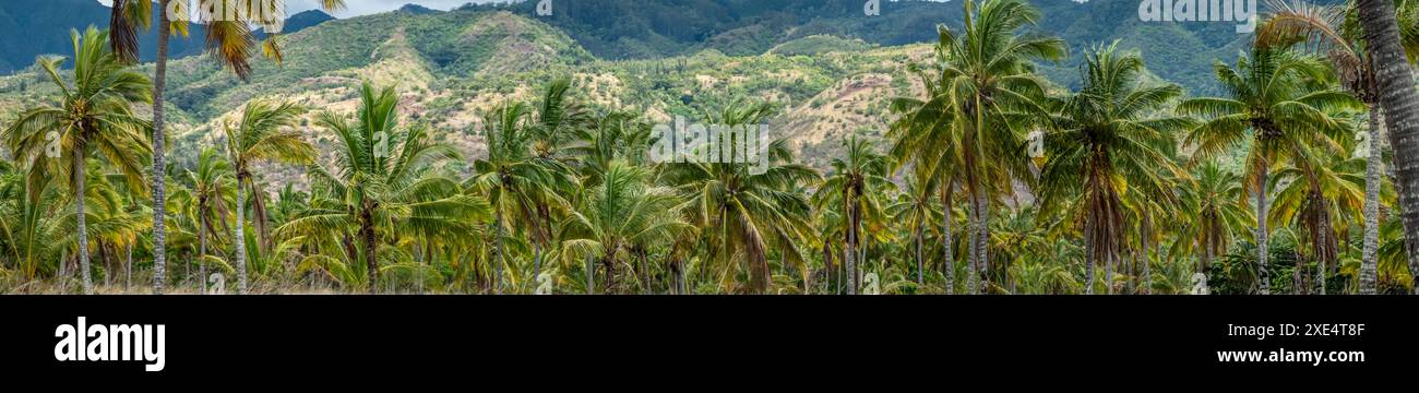 Coconuts tree farming hi-res stock photography and images - Alamy