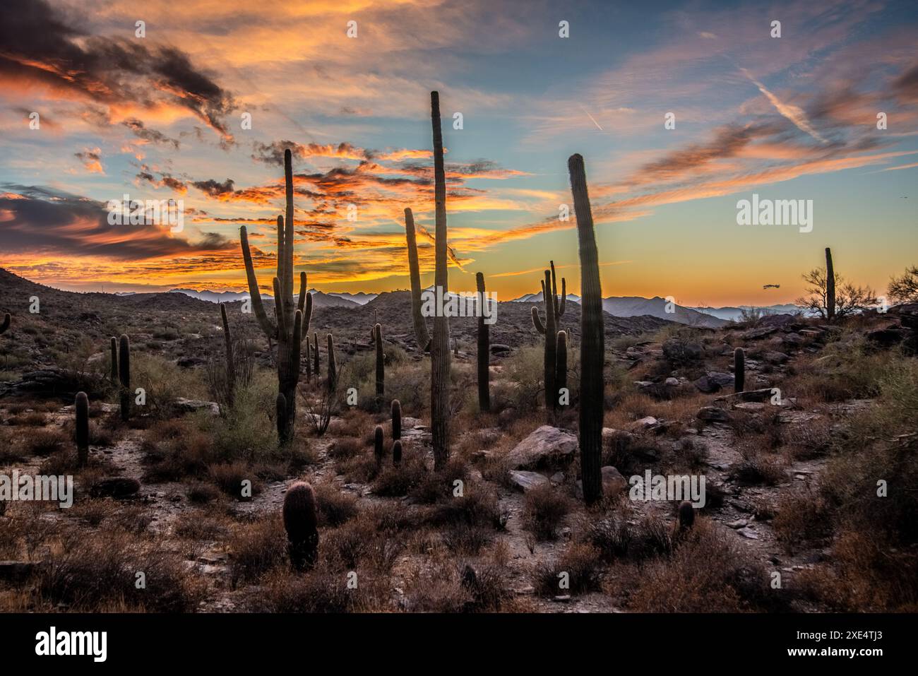 Saguaro cactus near phoenix hi-res stock photography and images - Alamy