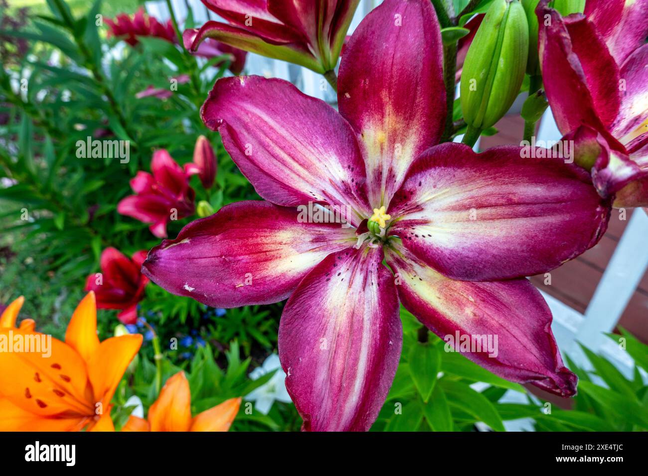 Lilies in home hi-res stock photography and images - Alamy
