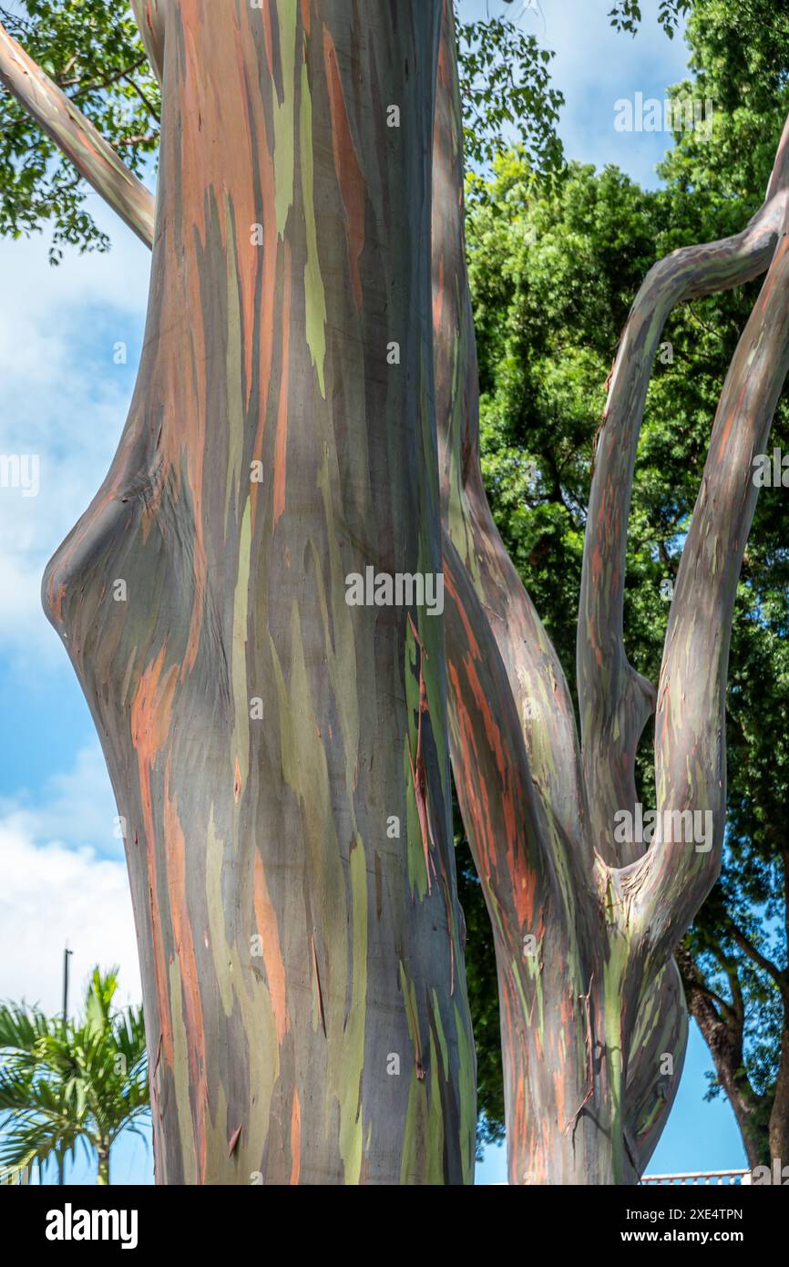 Rainbow Eucalyptus tree bark in oahu hawaii near dole plantation Stock ...