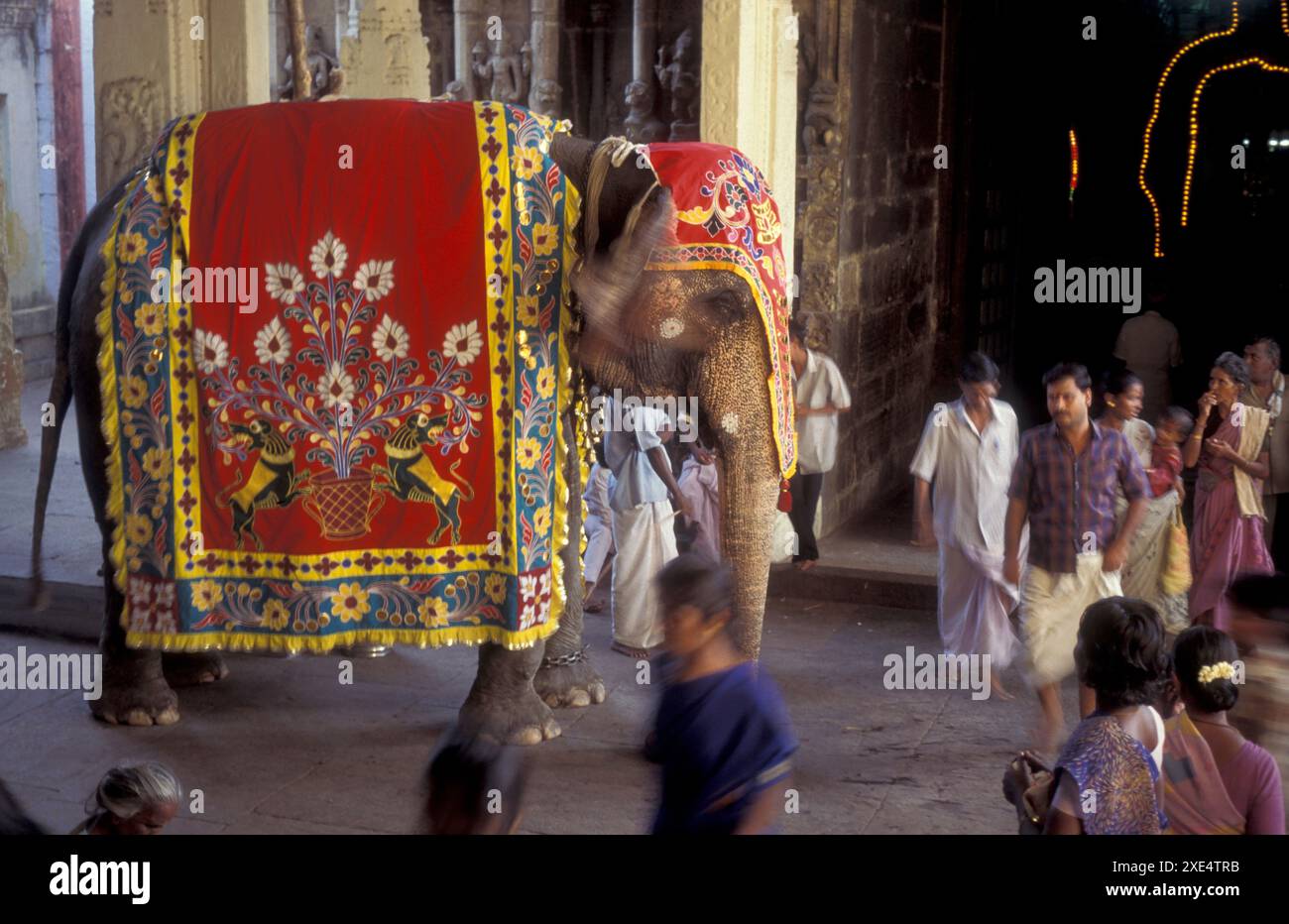 a Hindu Elephant ceremony in the Meenakshi Amman Temple in the city of ...