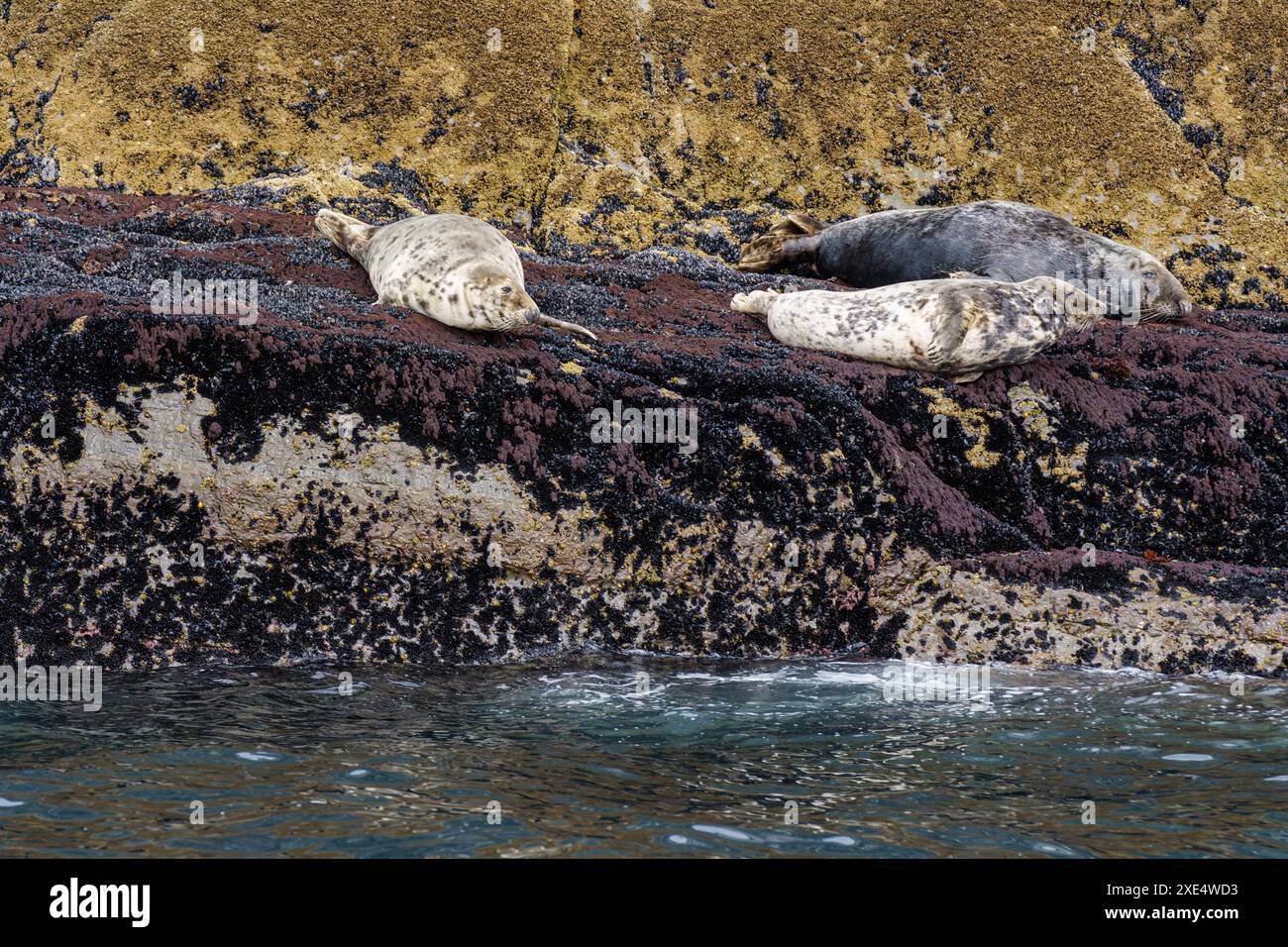 Seal in the seascape hi-res stock photography and images - Alamy