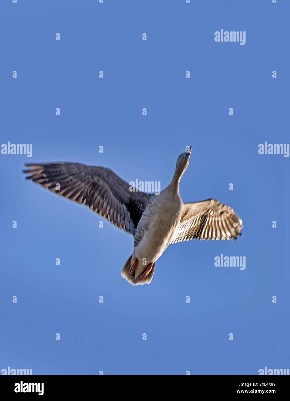 Female bean goose hi-res stock photography and images - Alamy