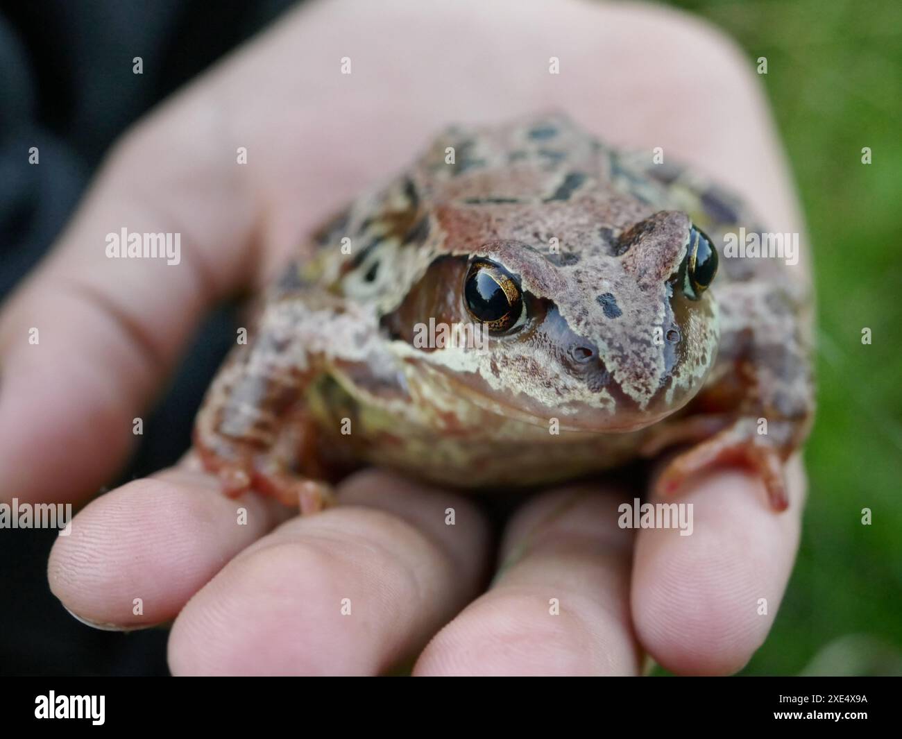 An old frog on a boy's hand Stock Photo - Alamy