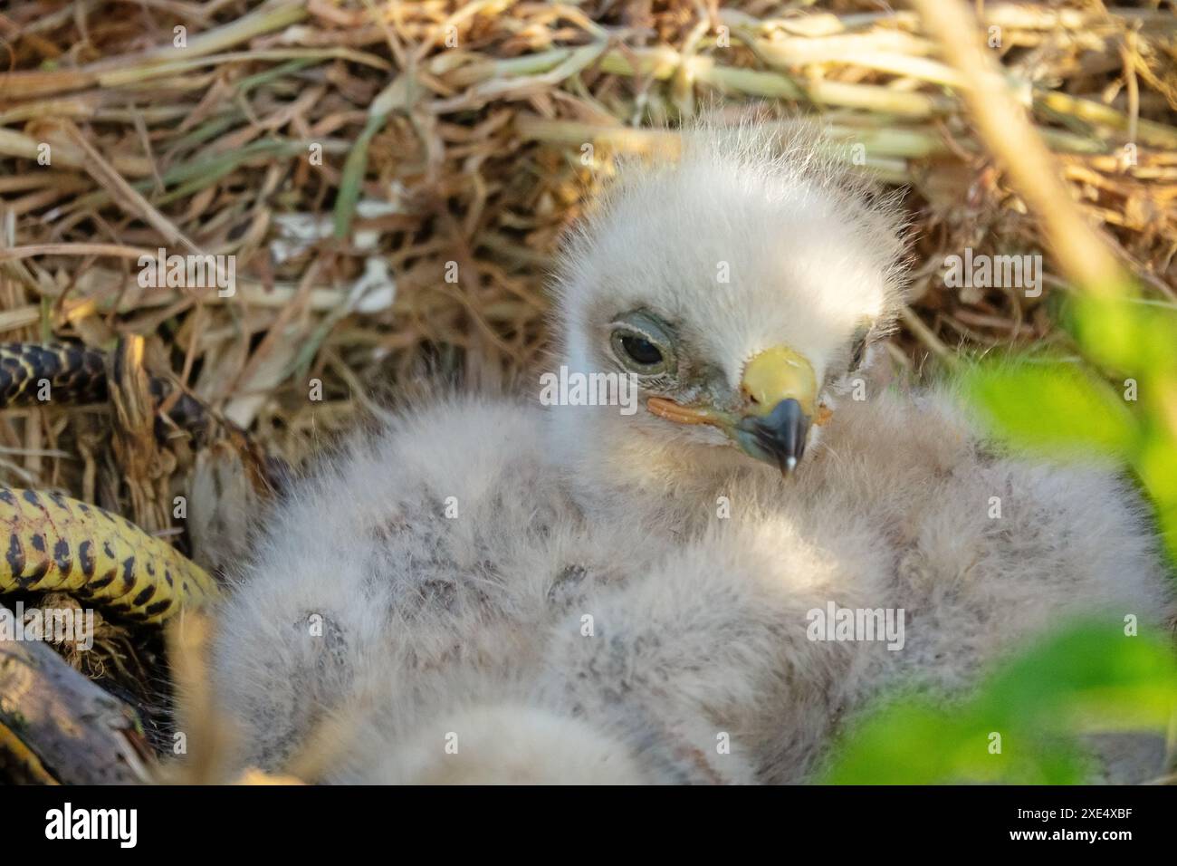 Long-legged buzzard nestlings and Balkan snake Stock Photo - Alamy
