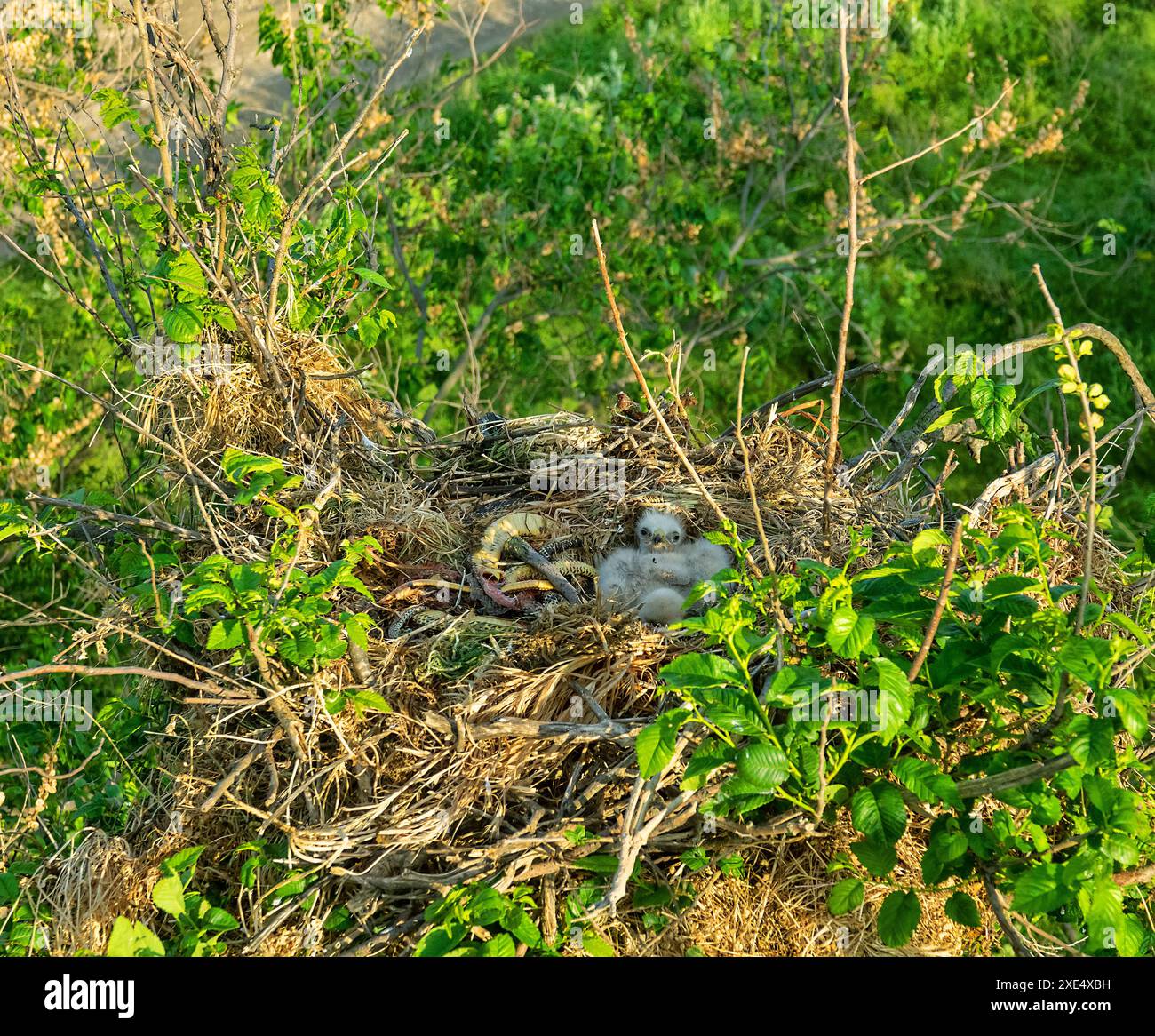 Long-legged buzzard nestlings and Balkan snake Stock Photo - Alamy