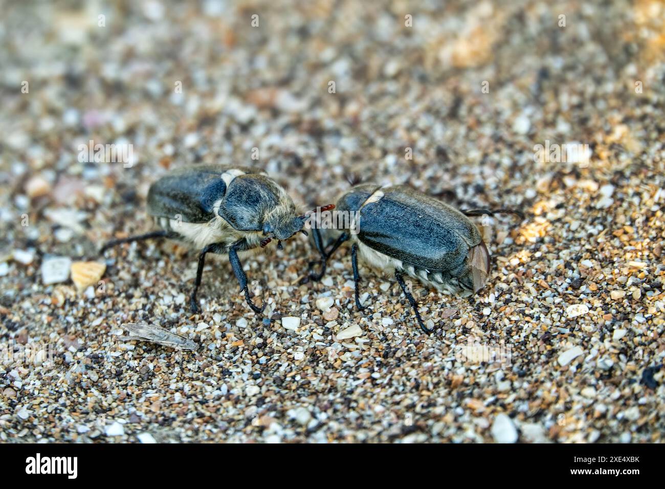 White elytra hi-res stock photography and images - Alamy