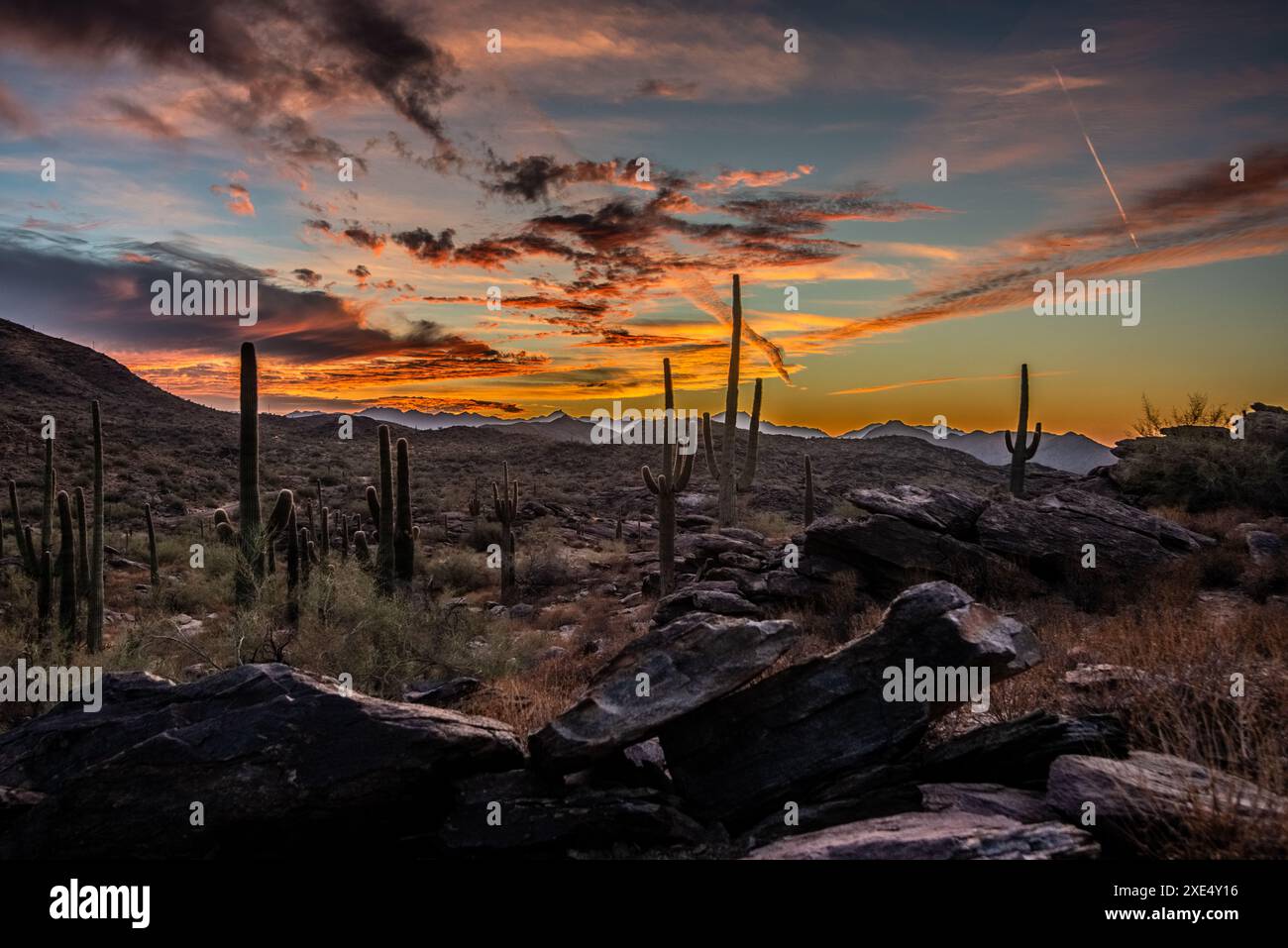 Arizona desert at sunset with Saguaro cactus in Sonoran Desert near ...