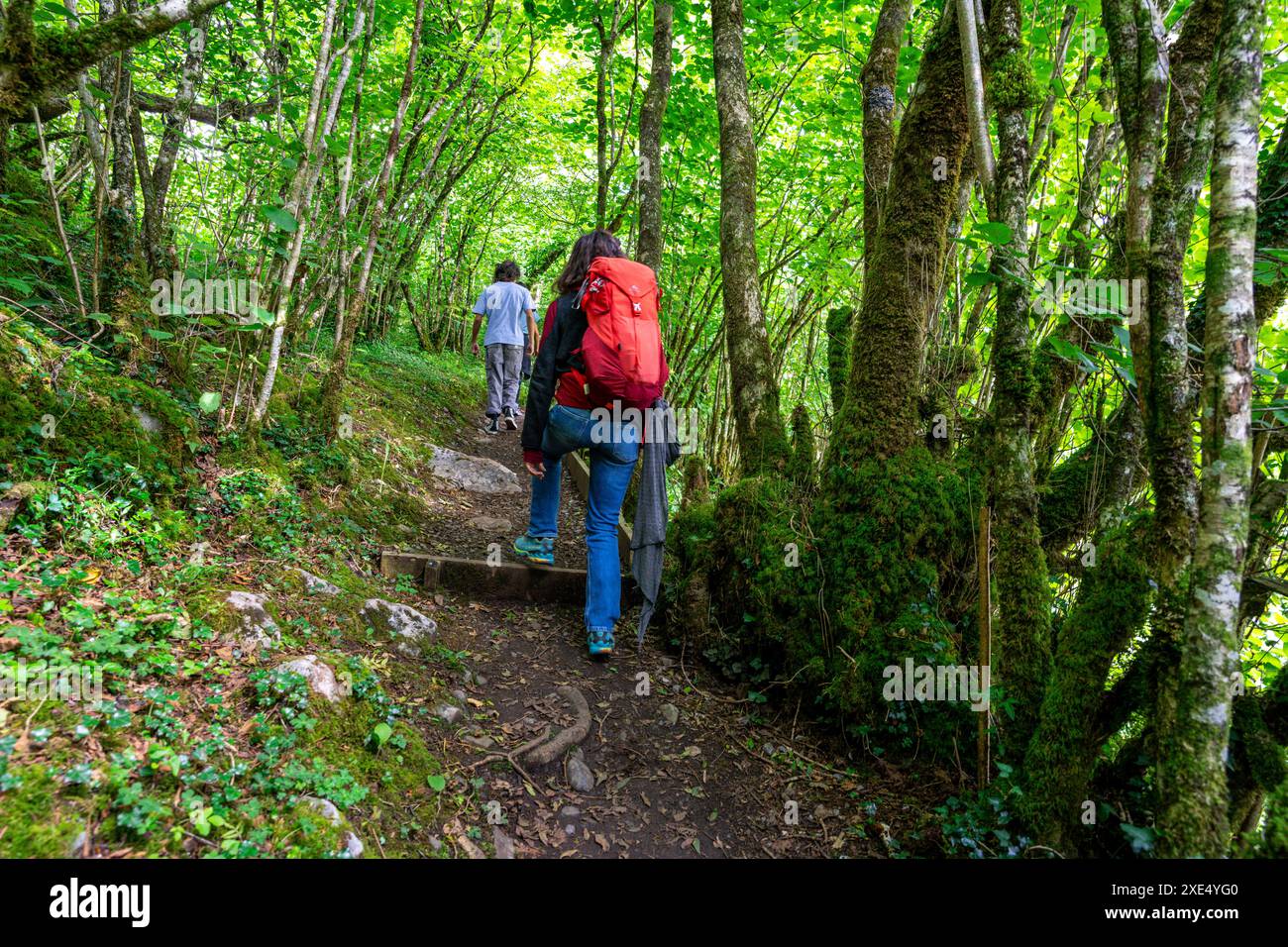 Hikers in the forest Stock Photo - Alamy