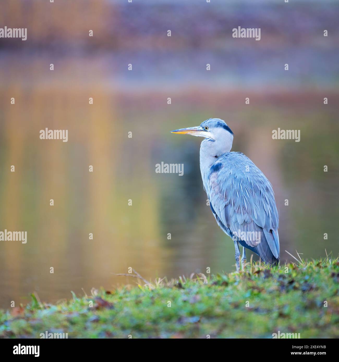 Ornithology plumage portrait water wildlife wing hi-res stock ...